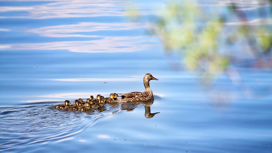 7 Reasons People Love Lake Living