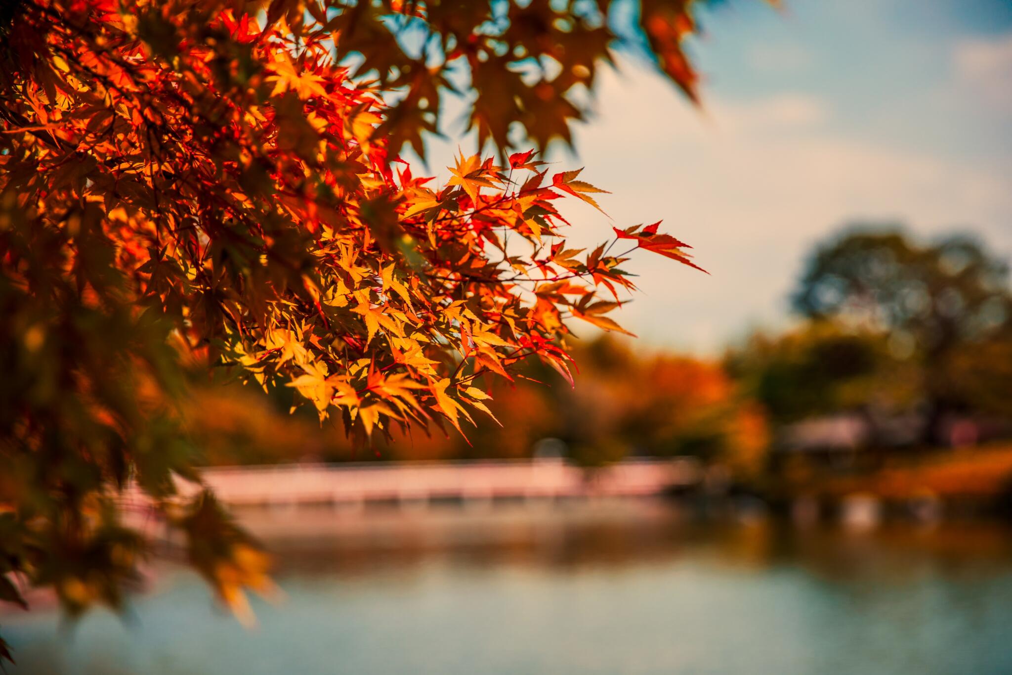 Best Trees to Plant at the Lake