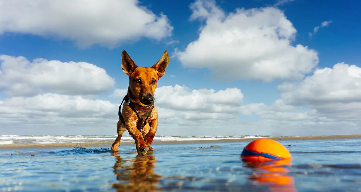 The Best Lake Toys for Dogs in 2021