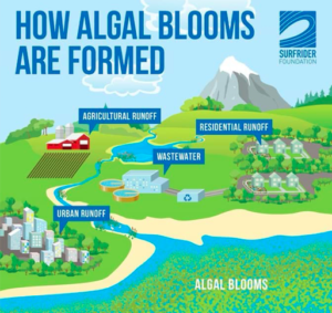 All You Need to Know about Algae Blooms