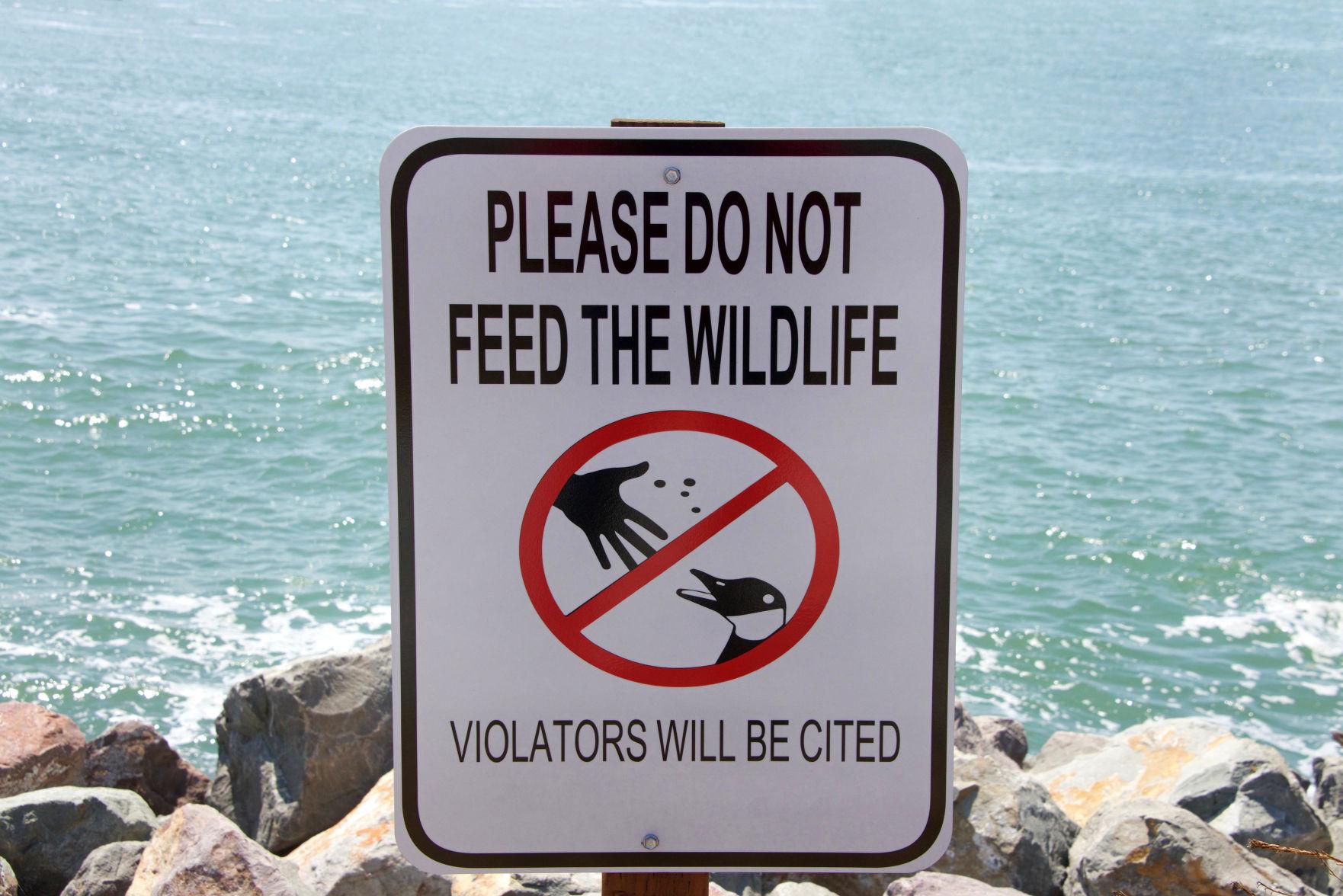 5 Reasons Not to Feed Wildlife