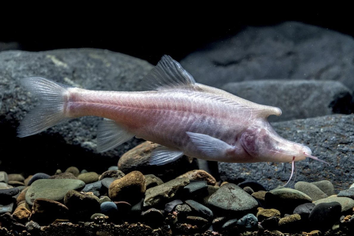 Subterranean Fish: Species Found in Underground Lakes